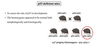 p53 gene | PPTX