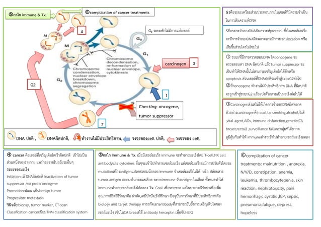 Cancer cycle | PPT