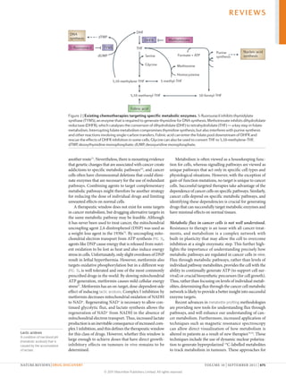 Cancer cell metabolism | PDF