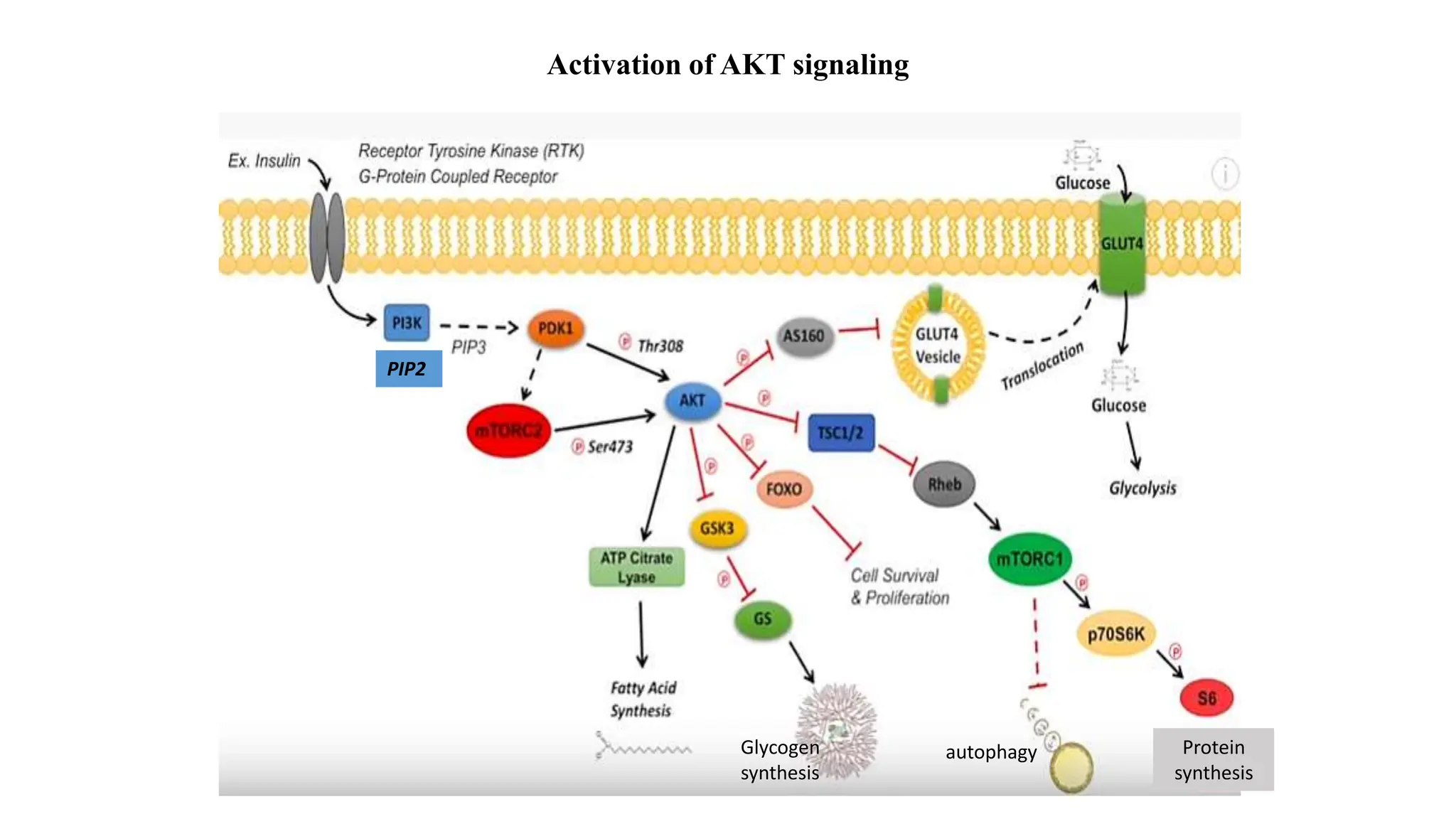 Cancer cell signaling and its mechanisms.pptx