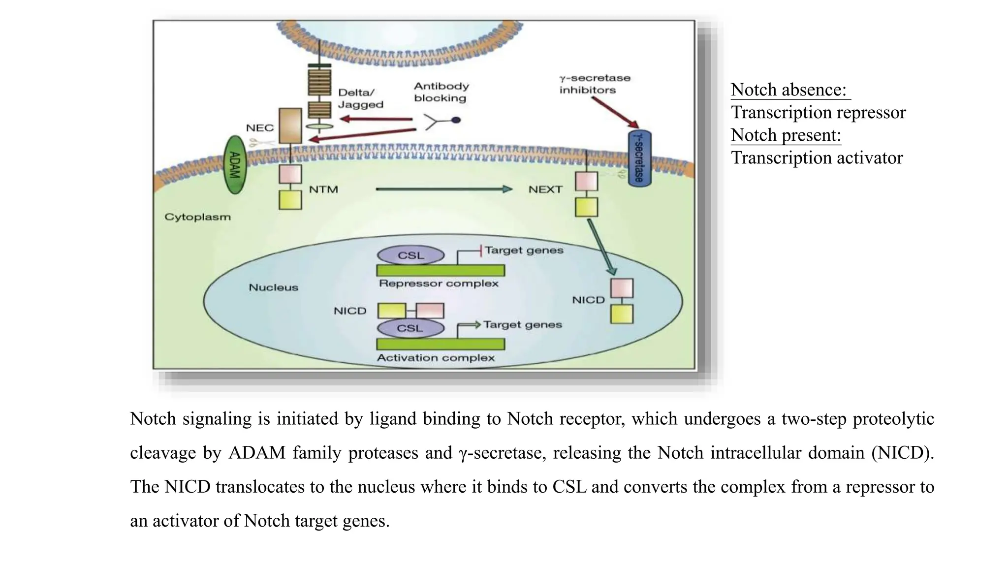 Cancer cell signaling and its mechanisms.pptx