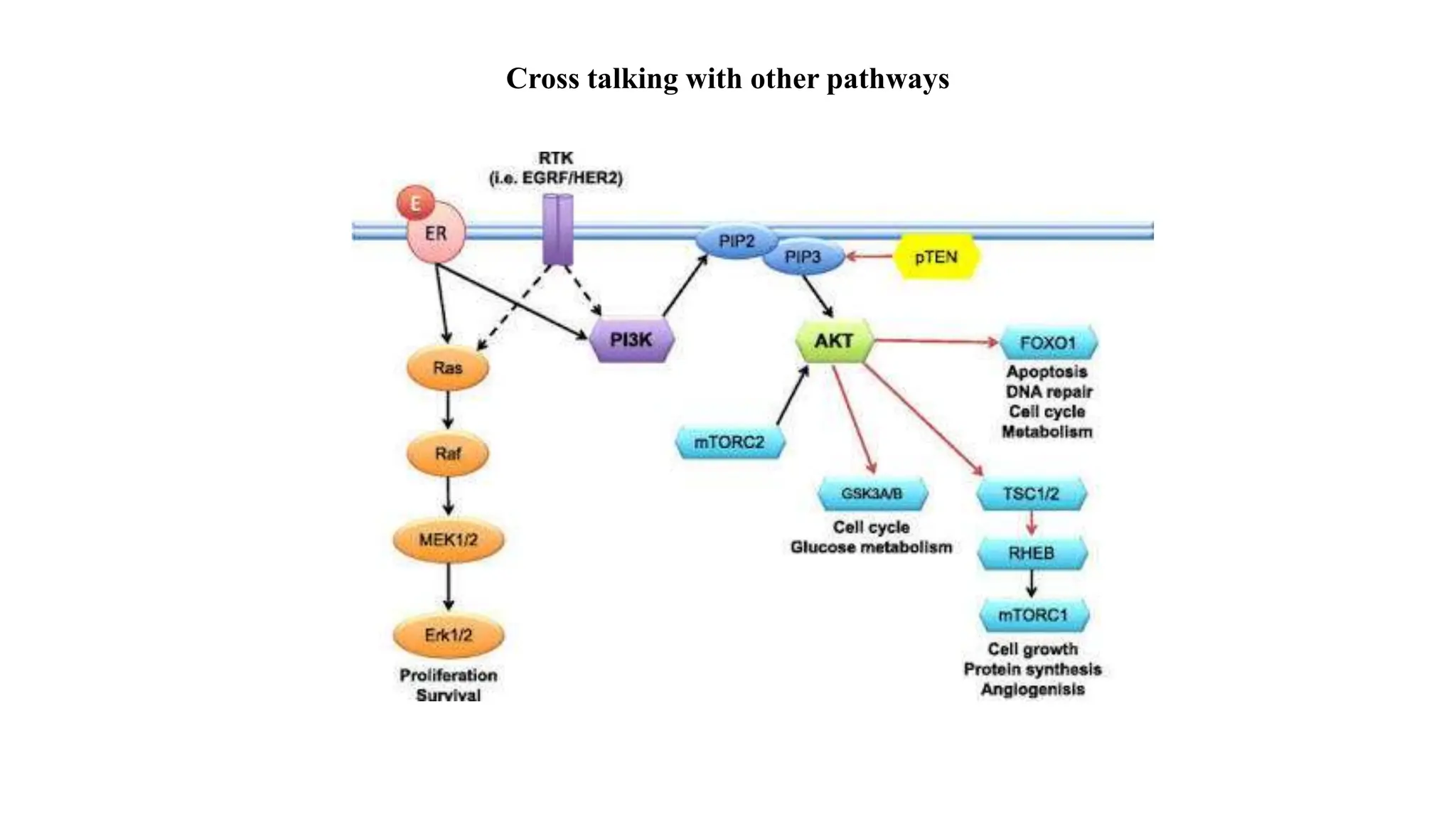 Cancer cell signaling and its mechanisms.pptx