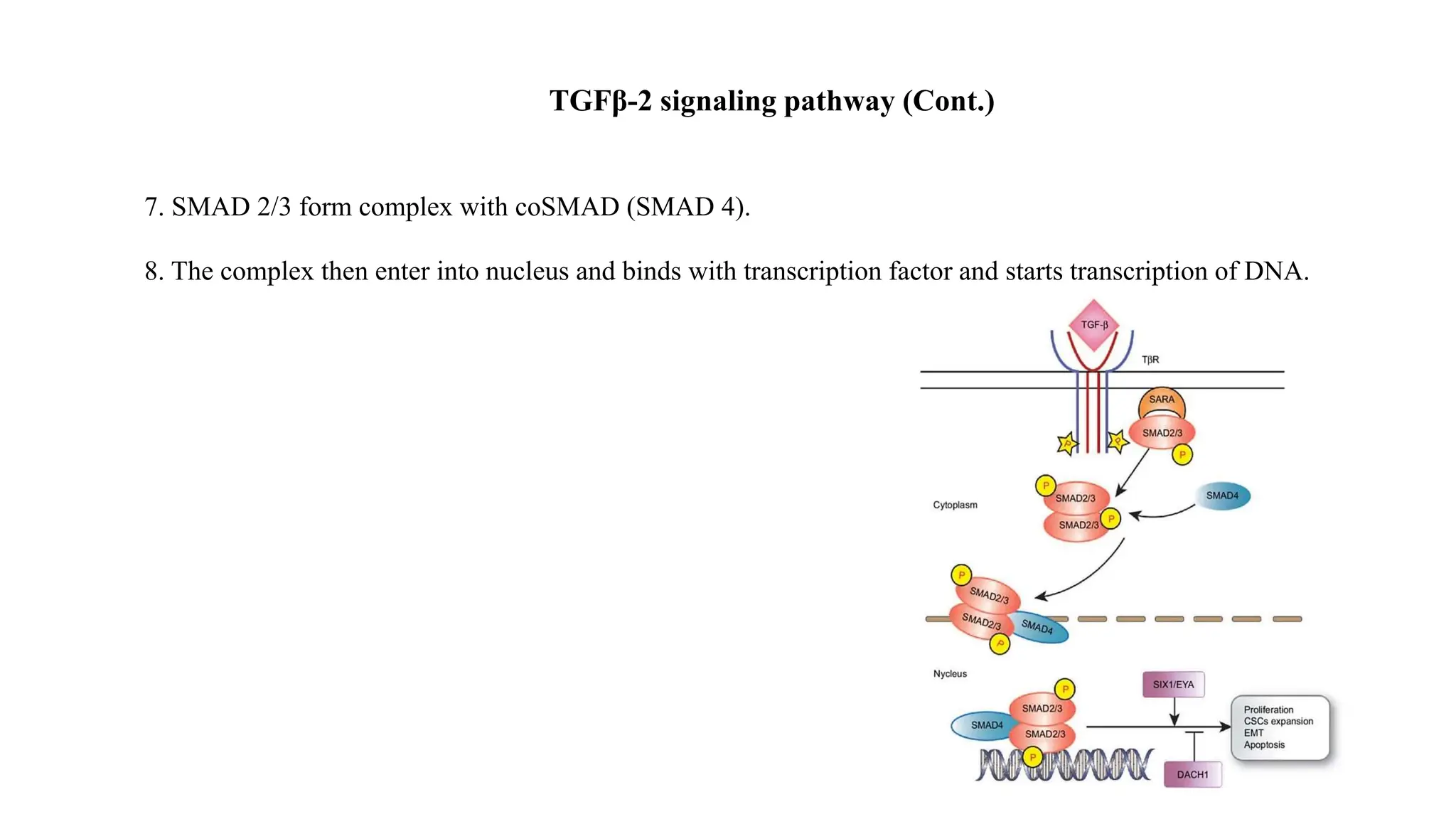 Cancer cell signaling and its mechanisms.pptx