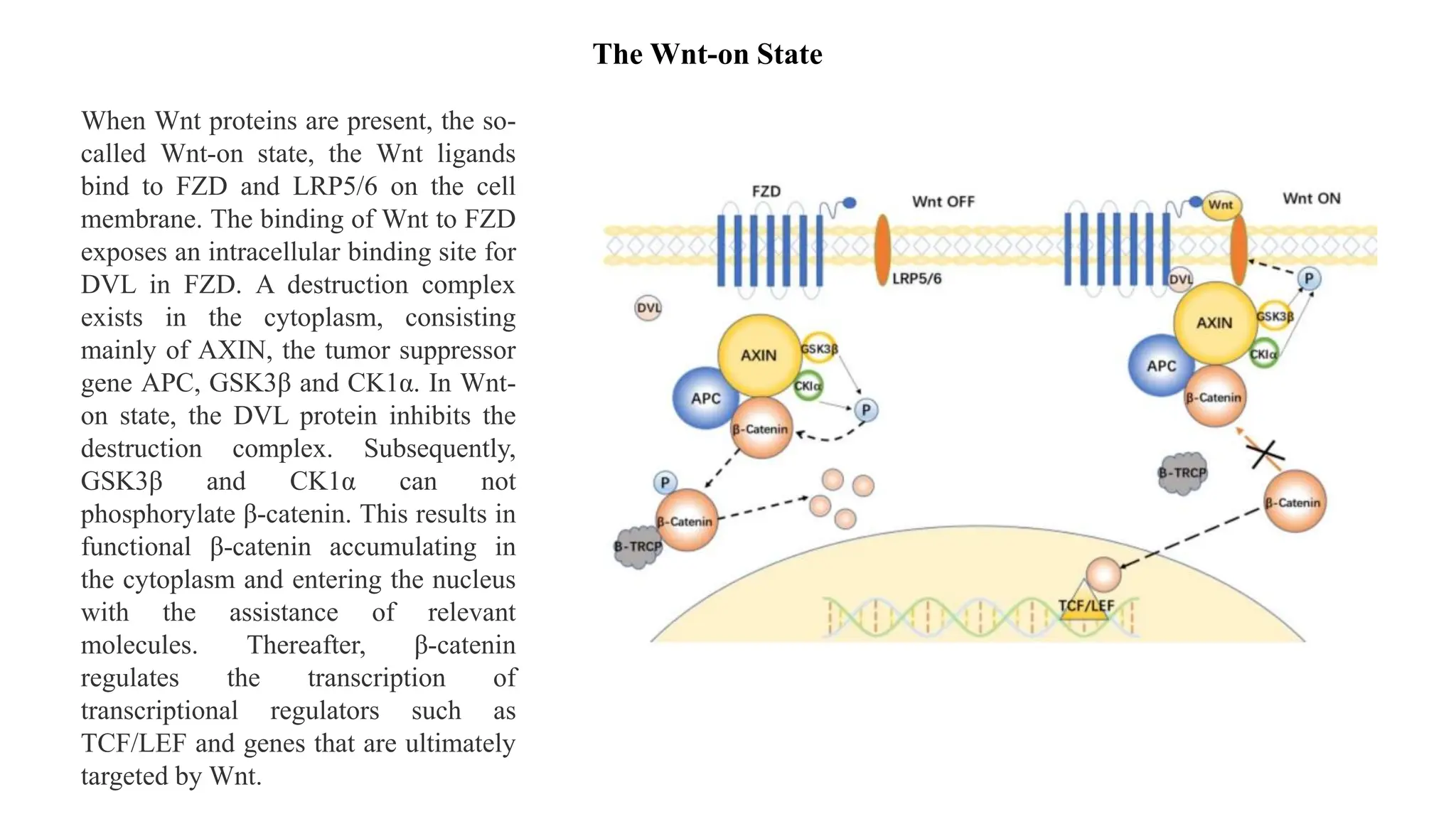 Cancer cell signaling and its mechanisms.pptx