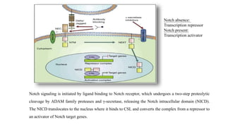 Cancer cell signaling and its mechanisms.pptx