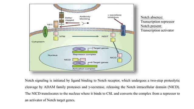 Cancer cell signaling and its mechanisms.pptx | Endocrine and Metabolic Diseases | Diseases and ...