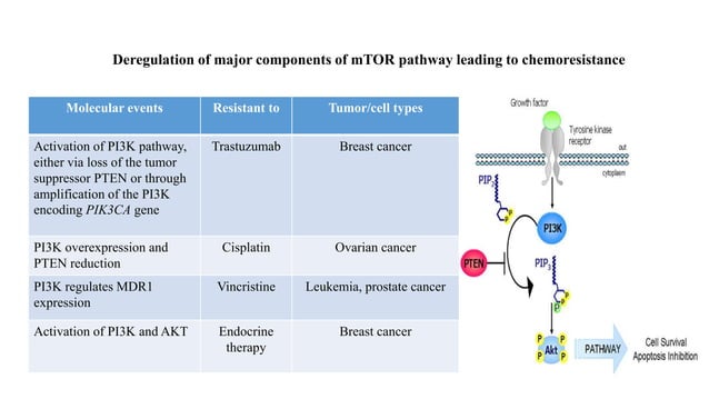 Cancer cell signaling and its mechanisms.pptx | Endocrine and Metabolic Diseases | Diseases and ...