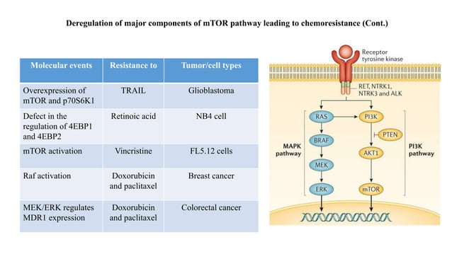 Cancer cell signaling and its mechanisms.pptx | Endocrine and Metabolic Diseases | Diseases and ...