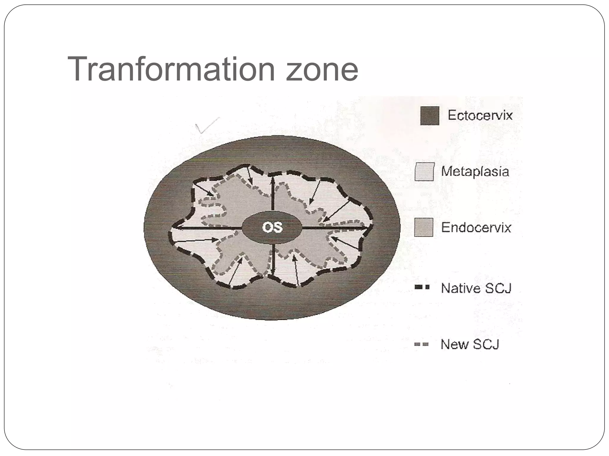 CANCER CERVIX SCREENING GUIDELINES Technical Specifications & Analysis