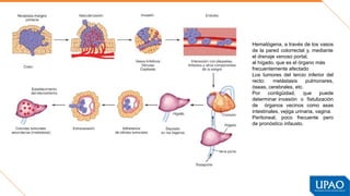 Cancer de colon resumen de su fisiopatologia y tratamiento | PDF