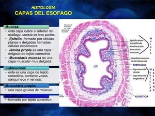 Cancer de esofago | PPTX