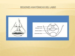 Cancer de labio y reconstruccion | PPTX