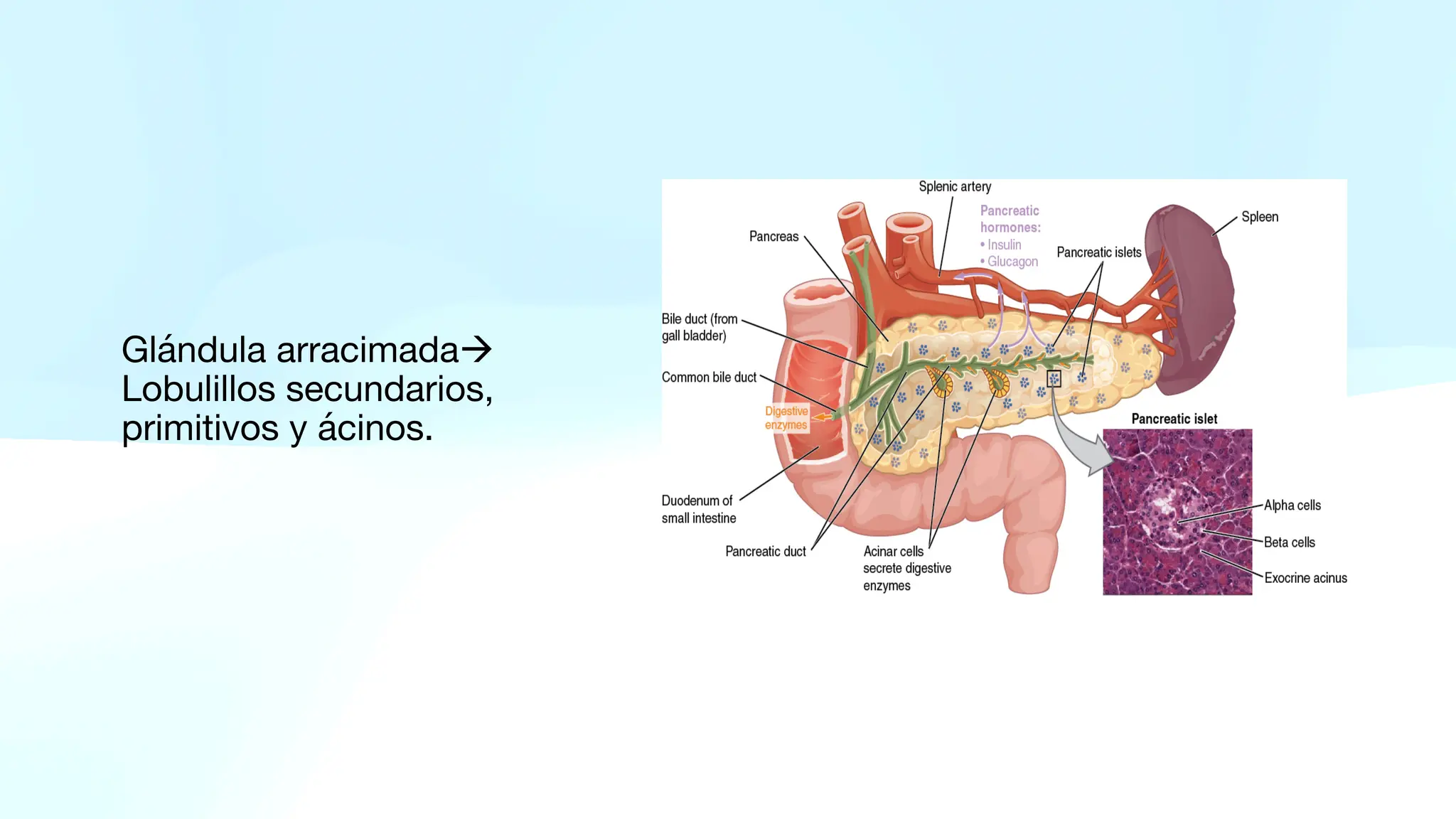 cancer de pancreas, oncology escuela de medicina.pdf