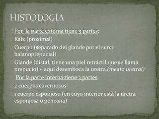 Cancer de pene | PPTX