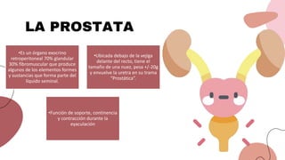cancer de prostata.pptx