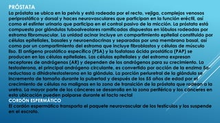 CANCER DE PROSTATA es una presentación fm | PPTX