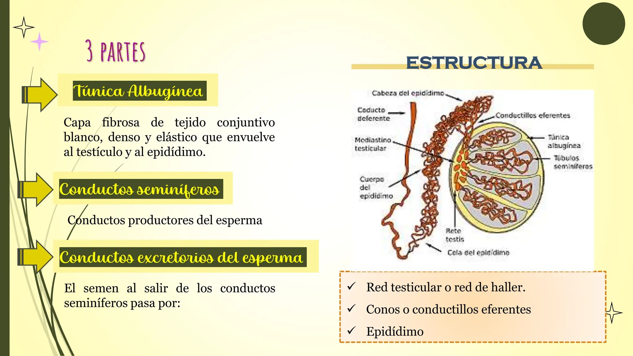 CANCER DE TESTICULO---AIDEE OCAÑA V..pptx