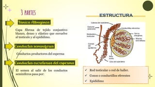 CANCER DE TESTICULO---AIDEE OCAÑA V..pptx