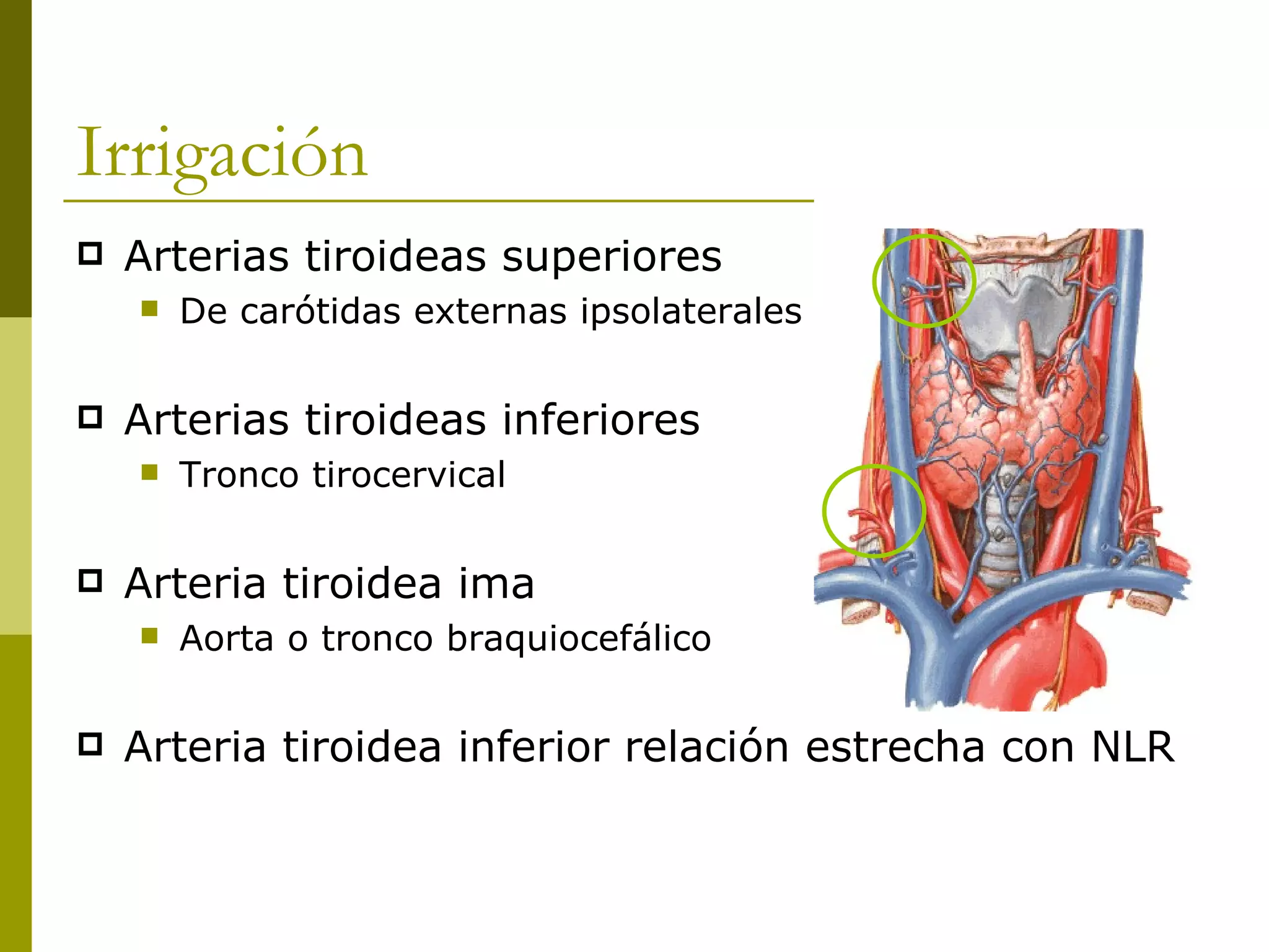 Cancer De Tiroides | PPT