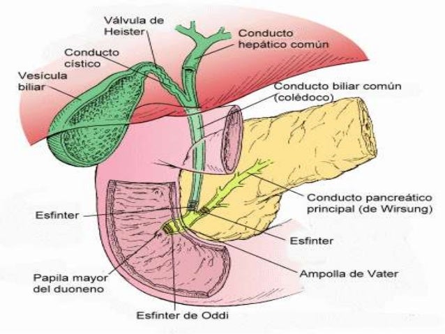 Cancer de vesicula y vias biliares