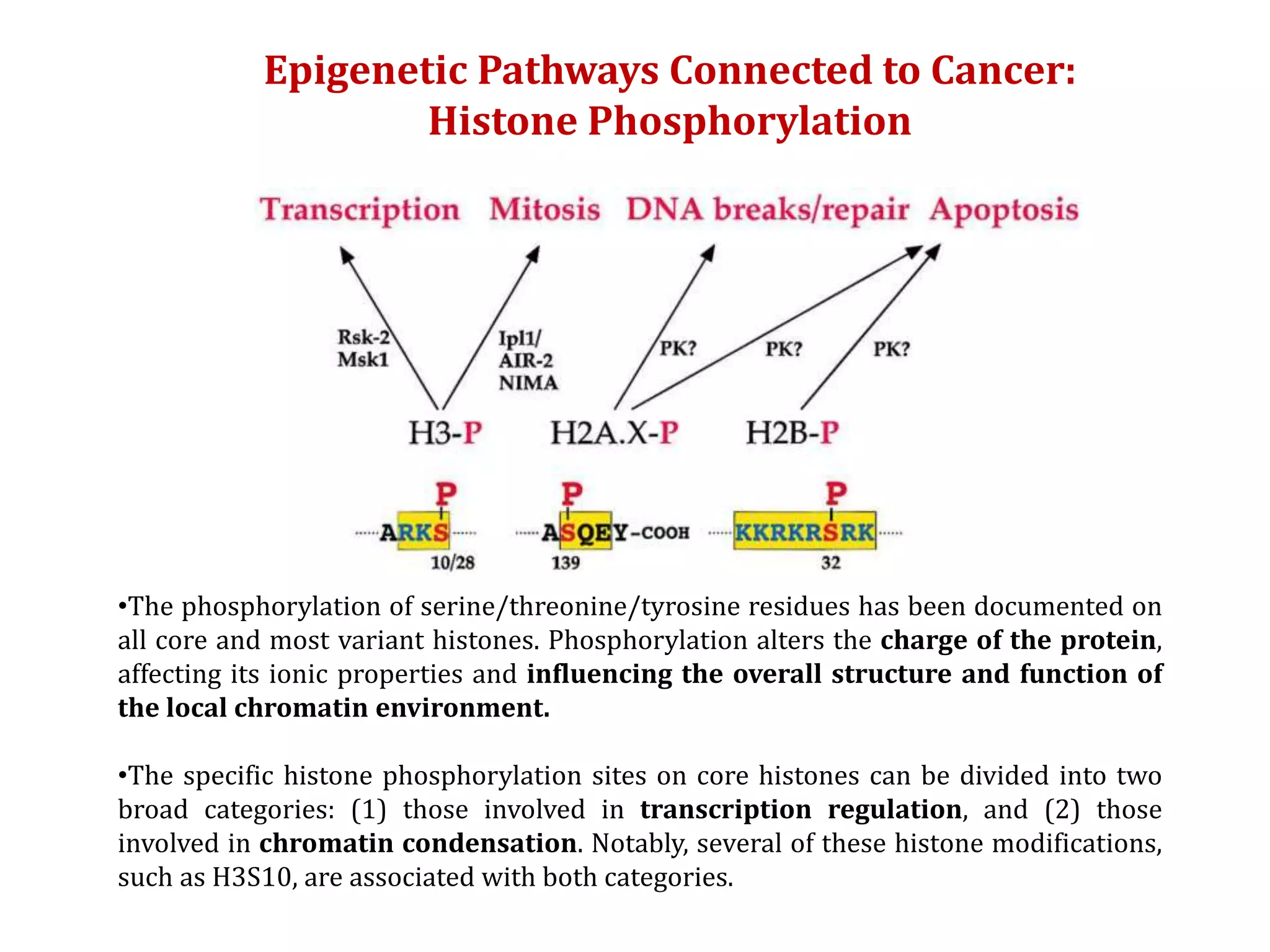 Cancer Epigenetics: Concepts, Challenges and Promises | PPTX