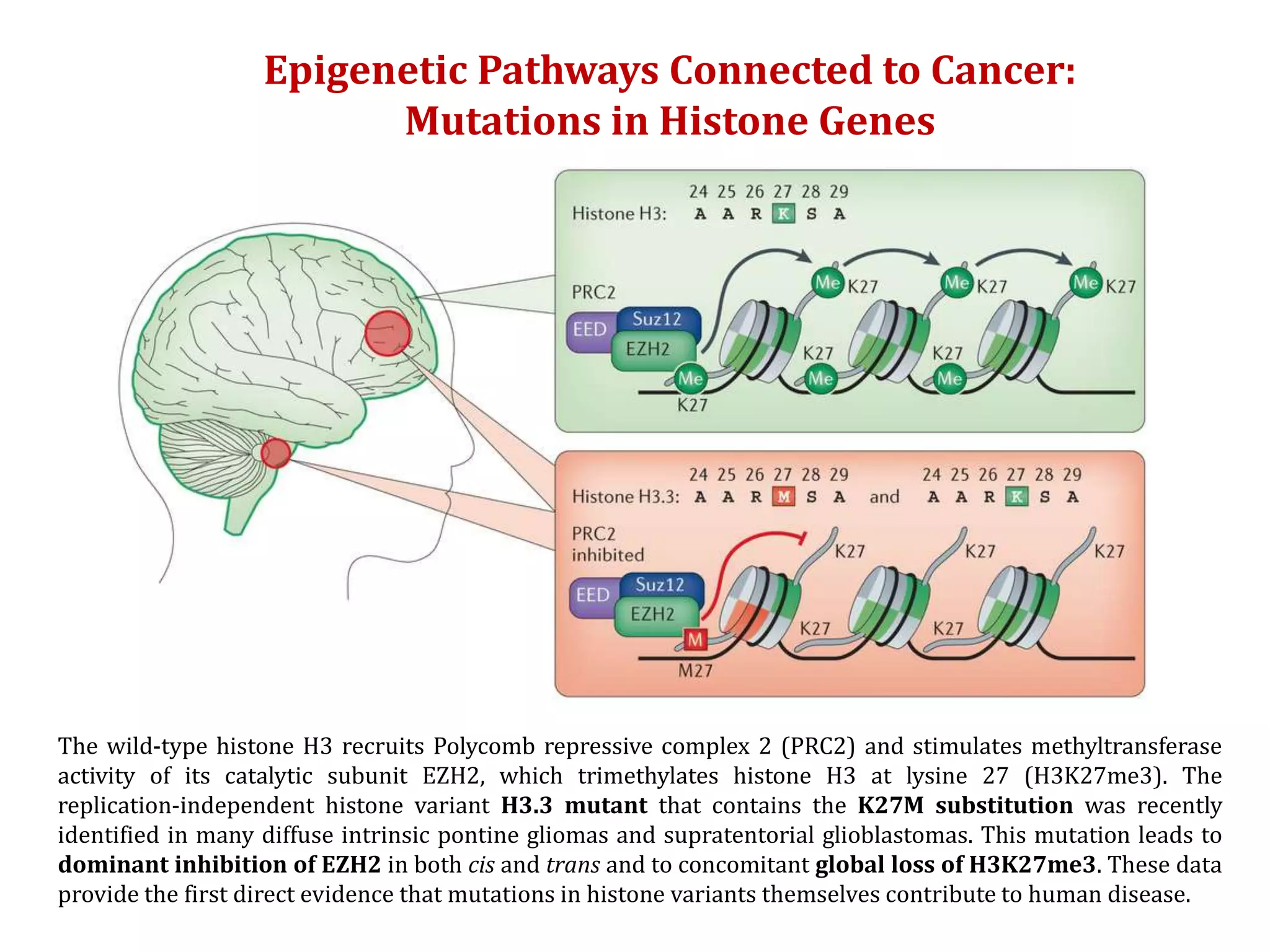 Cancer Epigenetics: Concepts, Challenges and Promises | PPTX