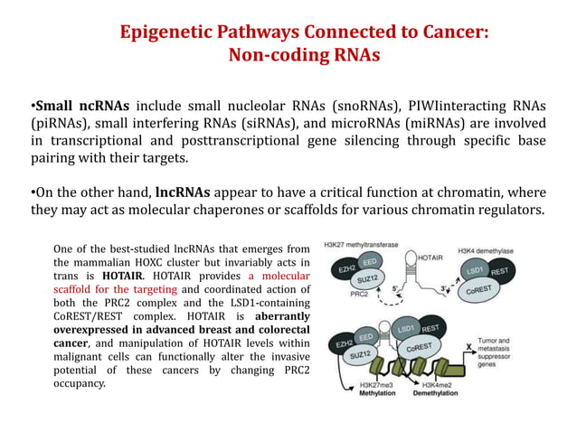 Cancer Epigenetics: Concepts, Challenges and Promises | PPTX | Genetics | Science
