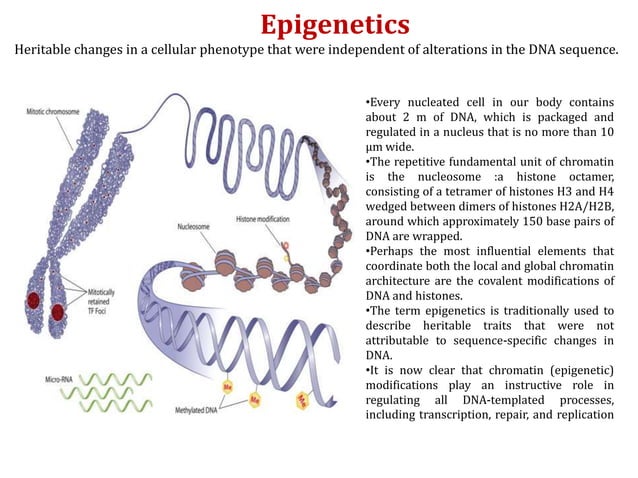 Cancer Epigenetics: Concepts, Challenges and Promises | PPTX | Genetics | Science
