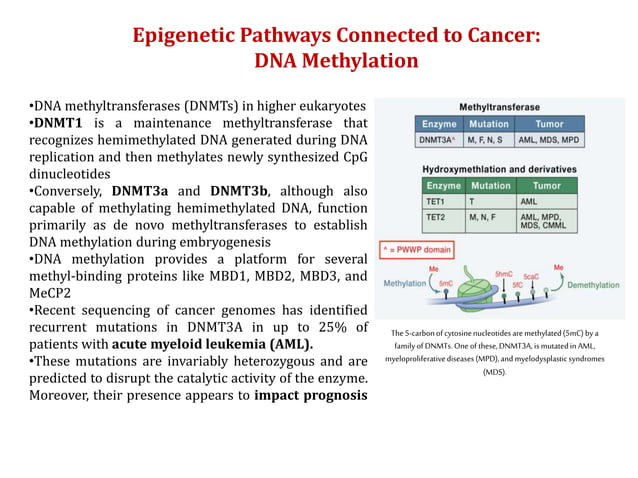 Cancer Epigenetics: Concepts, Challenges and Promises | PPTX | Genetics | Science