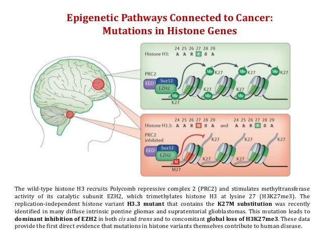 Cancer Epigenetics: Concepts, Challenges and Promises