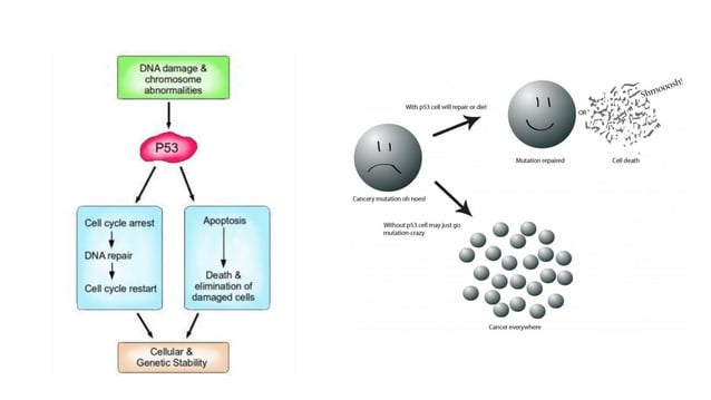 Cancer biochemistry | PDF | Endocrine and Metabolic Diseases | Diseases ...