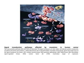 Cancer Gene Pathways : tp53 the guardian of the genome | PPT