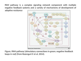 Cancer Gene Pathways : tp53 the guardian of the genome | PPT