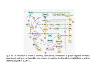 Cancer Gene Pathways : tp53 the guardian of the genome | PPT