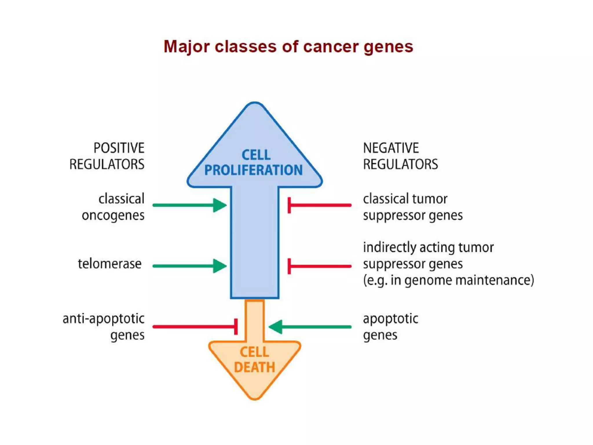 Cancer genetics [autosaved] | PPTX