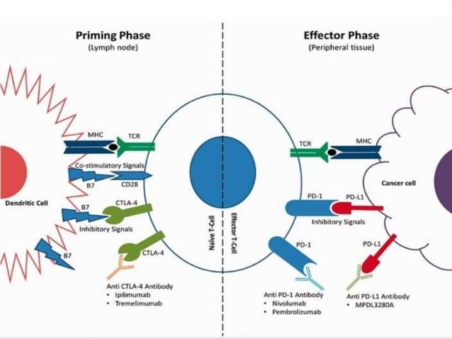 Cancer immune check point therapy ,paper | PPTX | Cancer | Diseases and ...