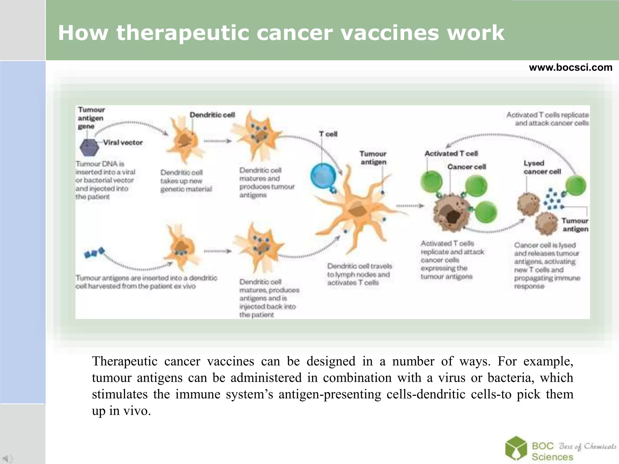 Cancer immunotherapy boc sciences | PPT
