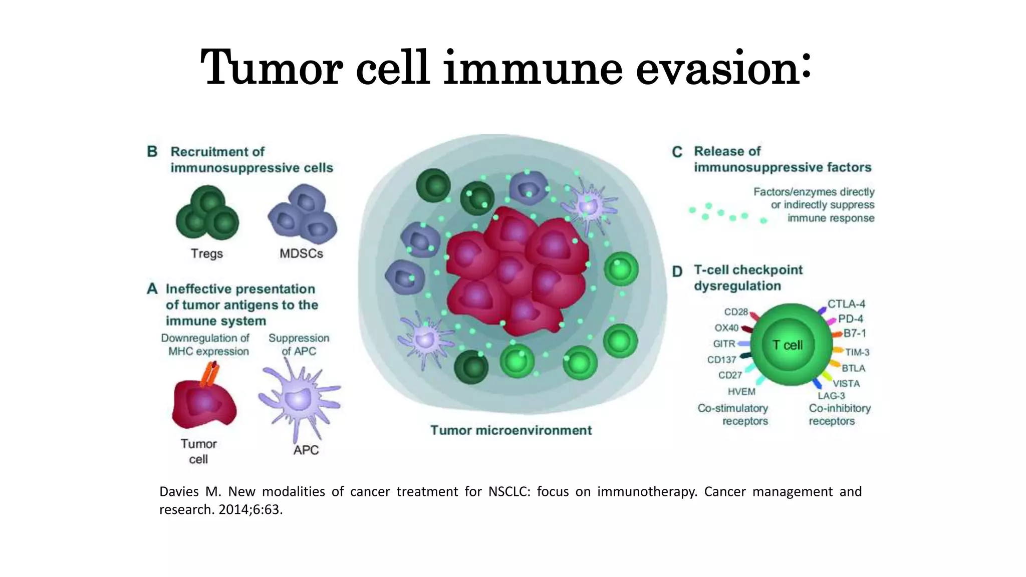 ROLE OF IMMUNE CELLS IN CANCER AND TARGETING IMMUNE CELLS FOR CANCER ...