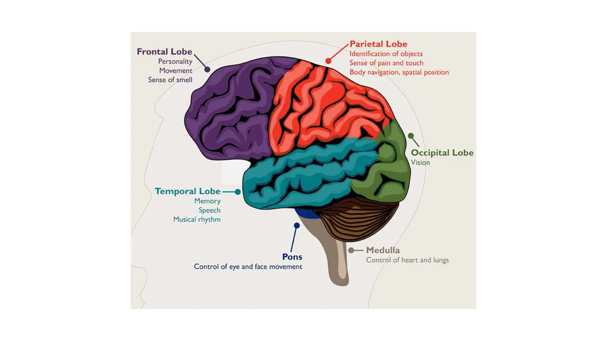 Cancer Immunotherapy For Brain Tumors 1 Pptx