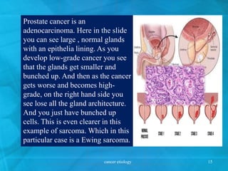 cancer introduction .pdf
