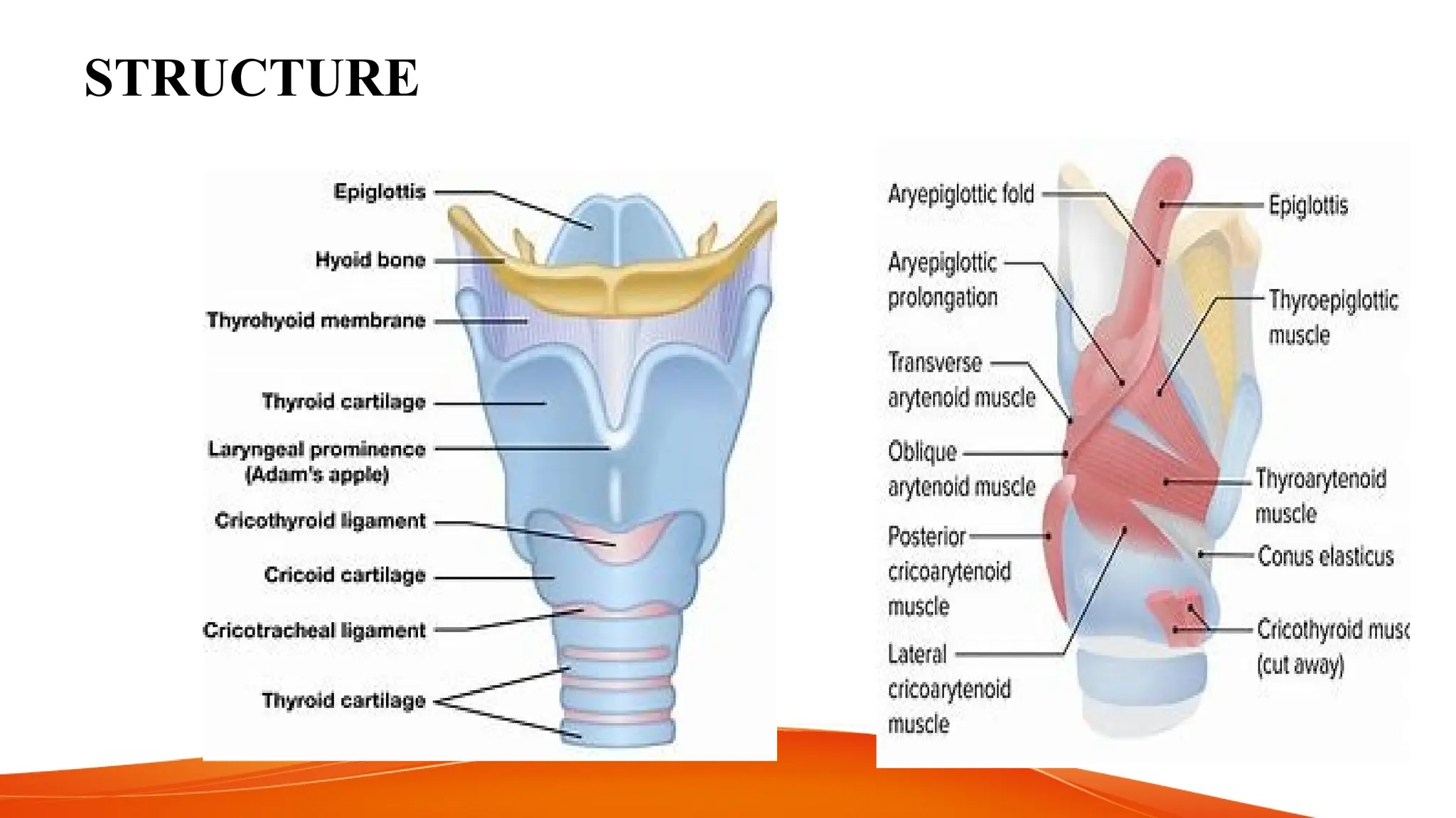 CANCER OF LARYNX AND ITS DETAILED MANAGEMENT | PPTX