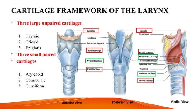 CANCER OF LARYNX AND ITS DETAILED MANAGEMENT | PPTX | Ear, Nose and Throat Conditions | Diseases ...