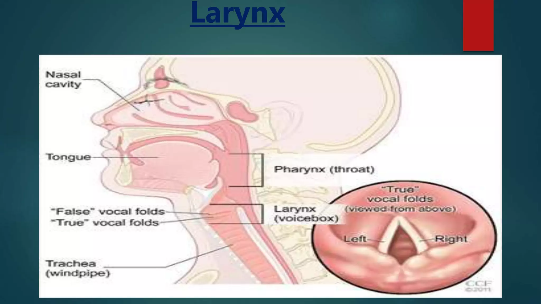 Cancer of larynx and laryngeal cancer ppt | PPTX