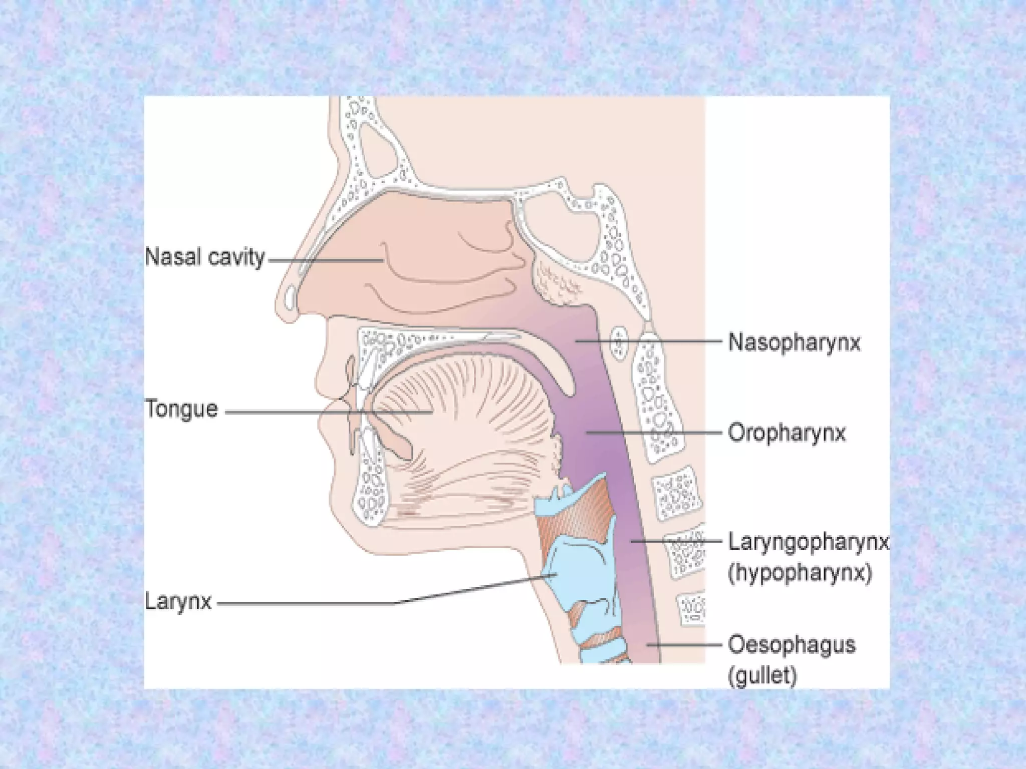 Cancer Of The Larynx Ppt