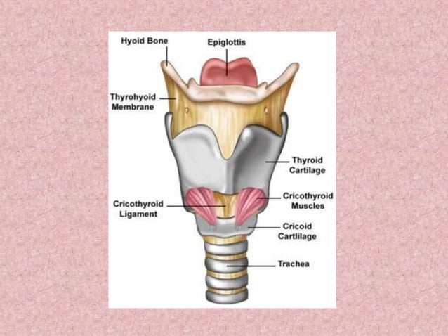 Cancer Of The Larynx Presentation Ppt