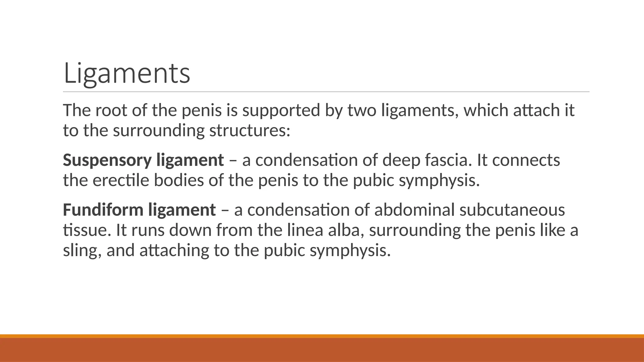 CANCER OF THE PENIS BMS 4.2 updated-2.pptx