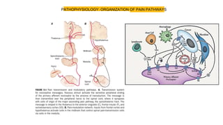 Cancer pain management.pptx