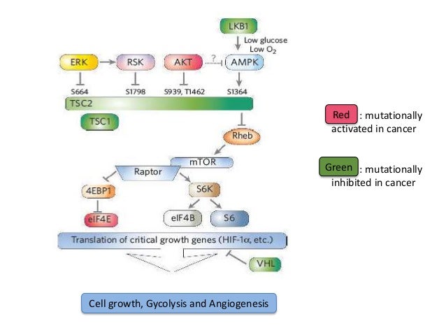 Cancer Pathways