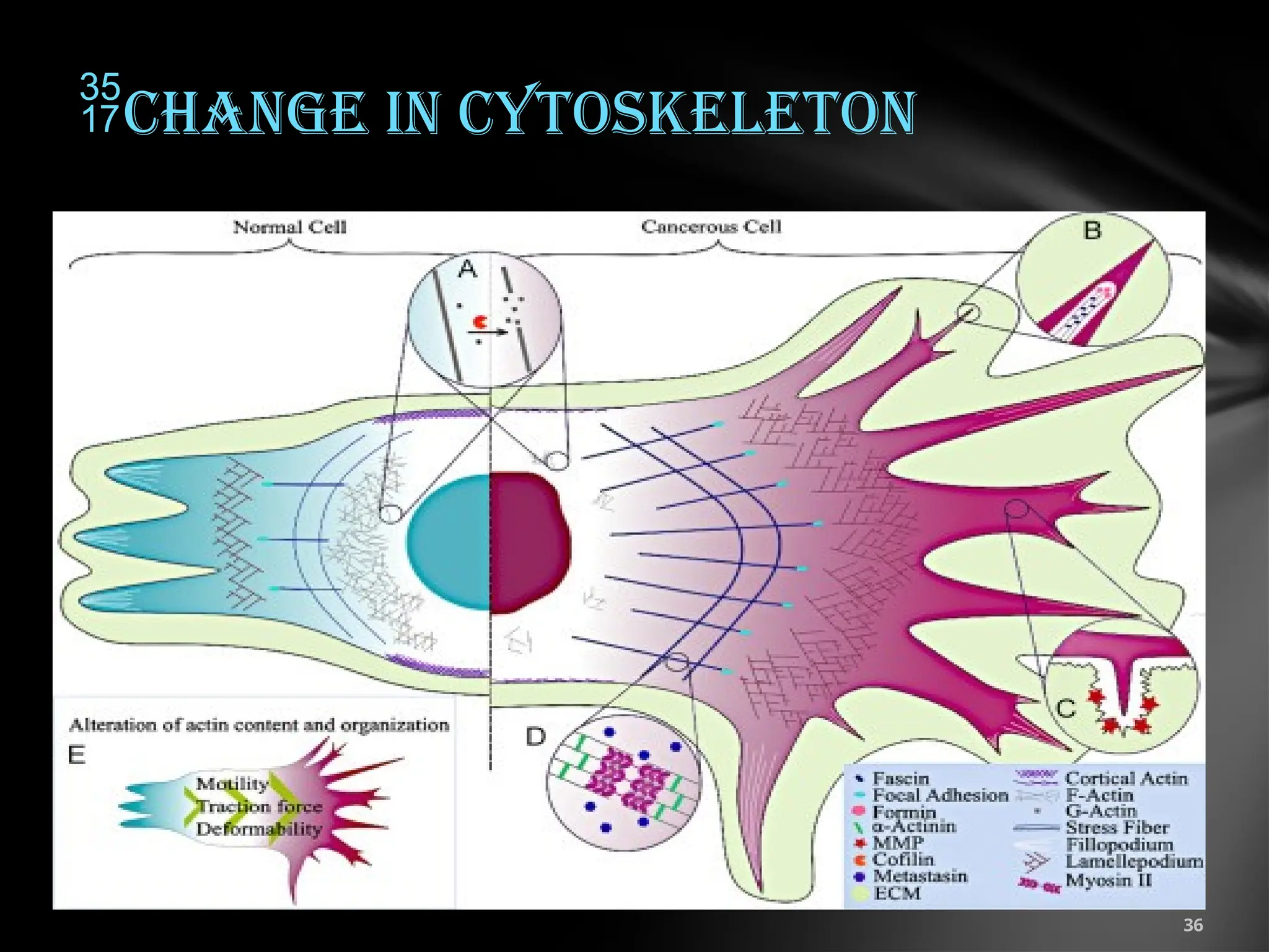 Development of cancer cells etiology, classification $ staging of ...