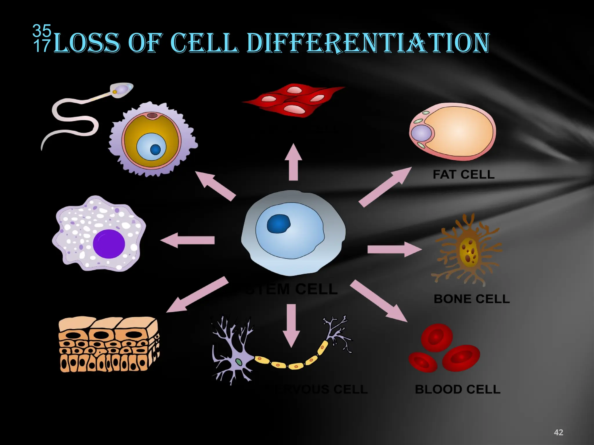 Development of cancer cells etiology, classification $ staging of ...